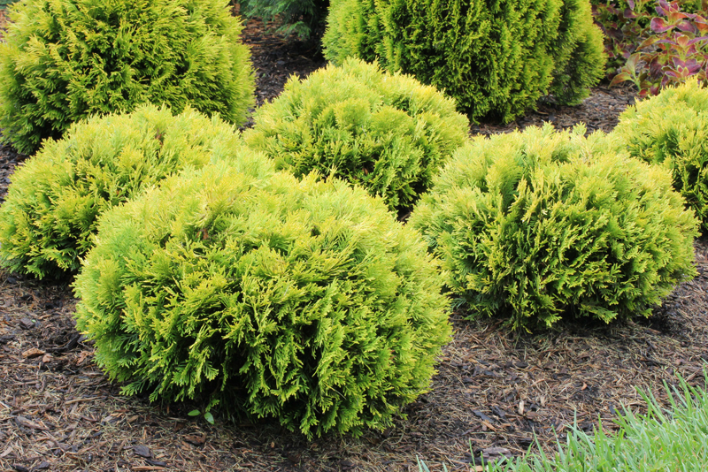 Proven Winners® ColorChoice® Plant of the Week: Plant of the Week: Anna ...