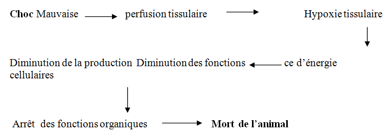 LE CHOC ~ science et médecine vétérinaire
