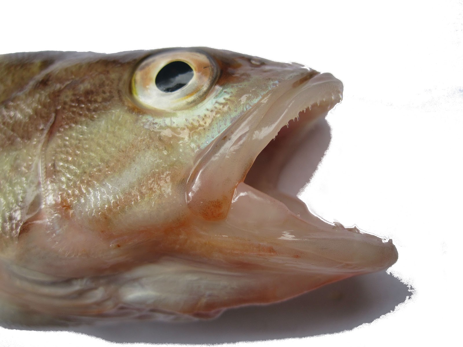 Bibanul de mare (Serranus cabrilla) | Pescuit