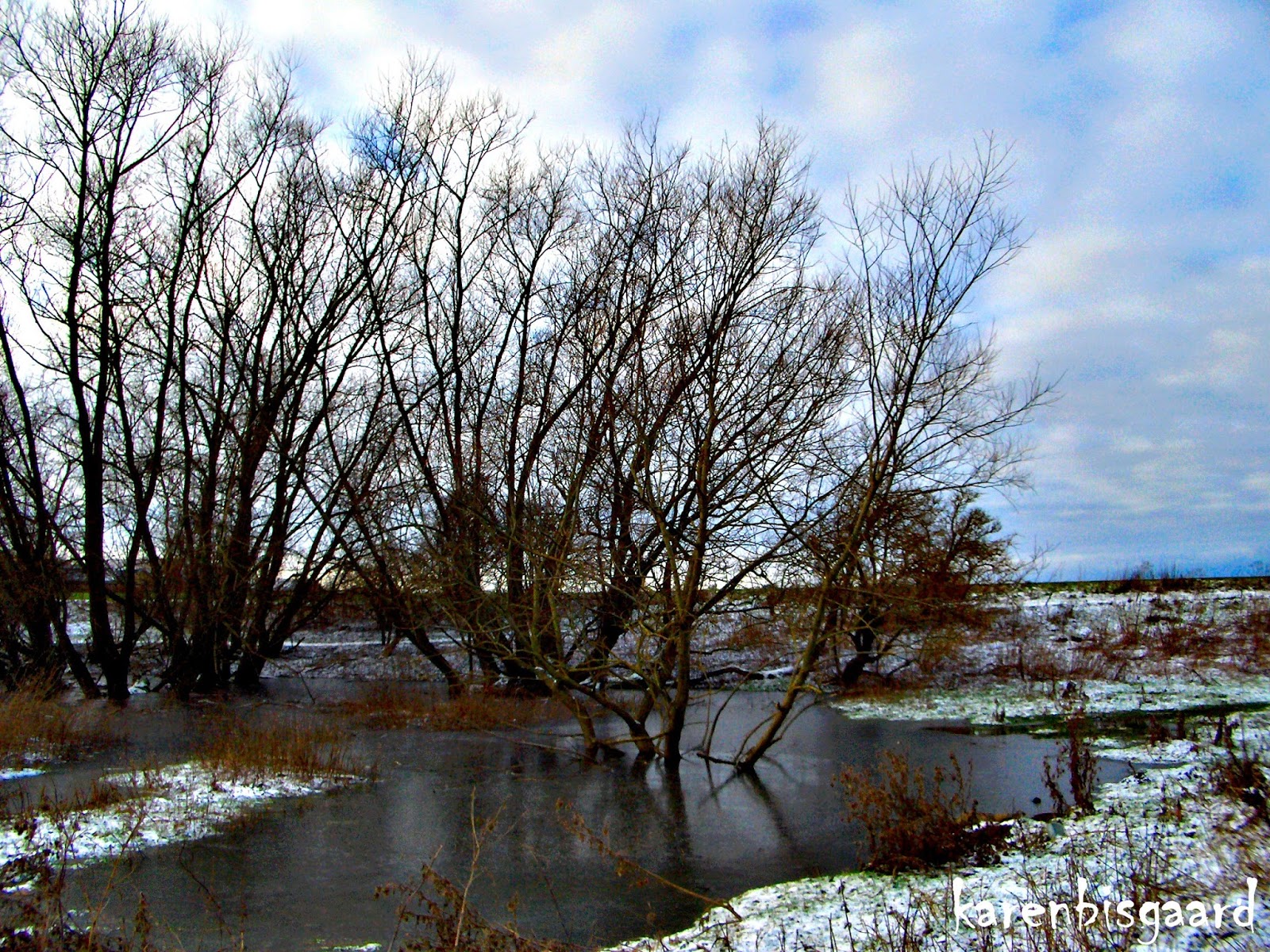 Karen`s Nature Photography: Flooded Frozen Area With Trees and Brushes.