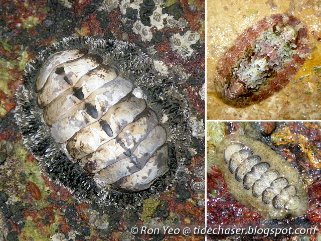 Phylum Mollusca Class Polyplacophora