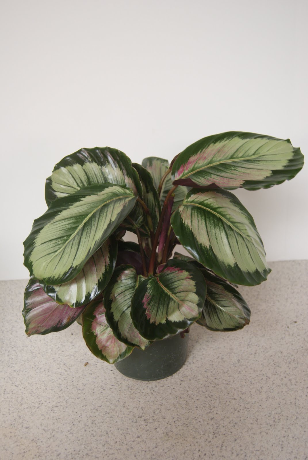 Kirkland Nurseries, LLC: 6" Calathea Assorted
