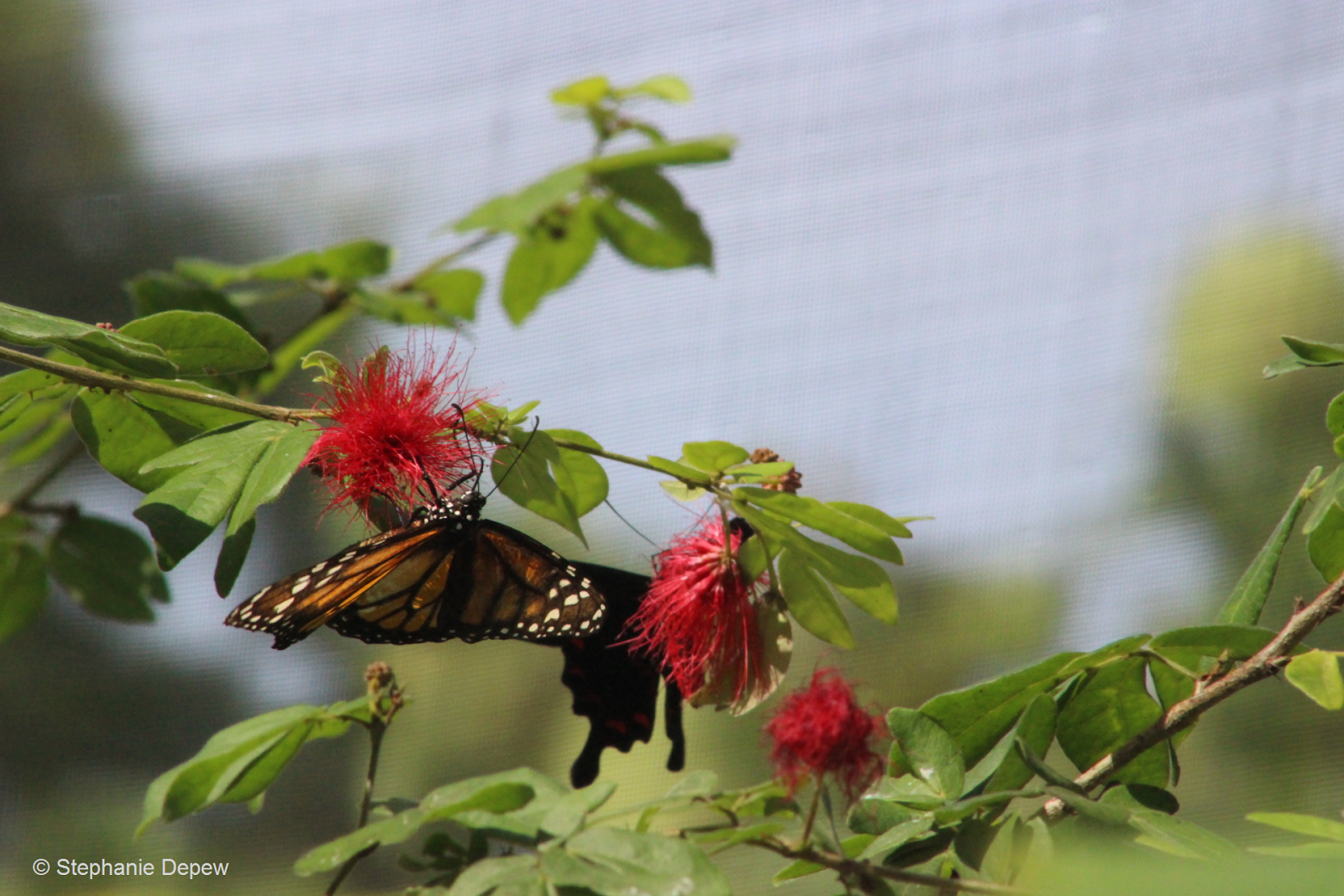 Your Travel Concierges: If You Love Butterflies Visit One of These ...
