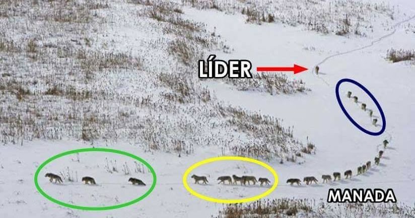 La lección de la manada de lobos y el verdadero liderazgo - EL CLUB DE LOS LIBROS PERDIDOS