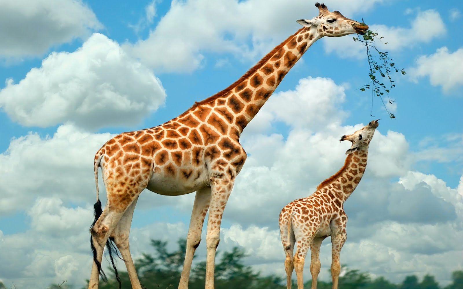Imagini cu girafe | StolenIMG