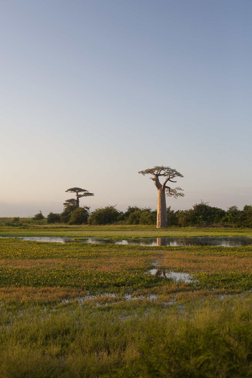 Portraits of the Planet: Madagascar: Baobab Love