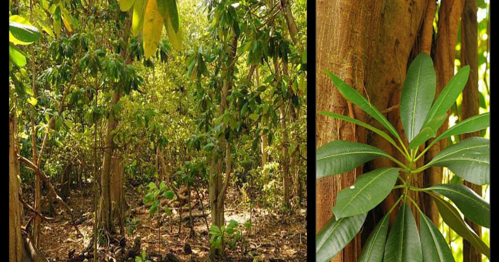 17-POHON SONGGO LANGIT