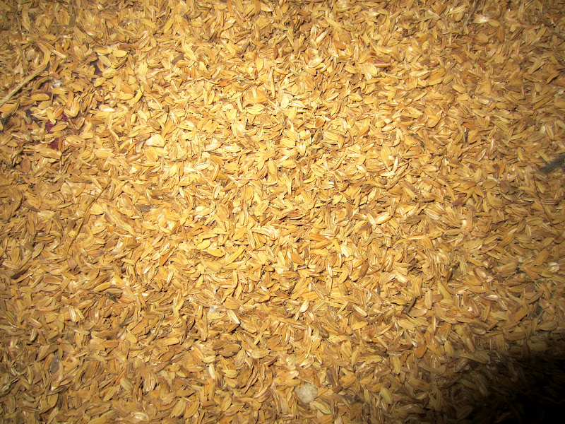 Taste of Nepal: Juju Dhau (The King Yogurt from Bhaktapur, Nepal)