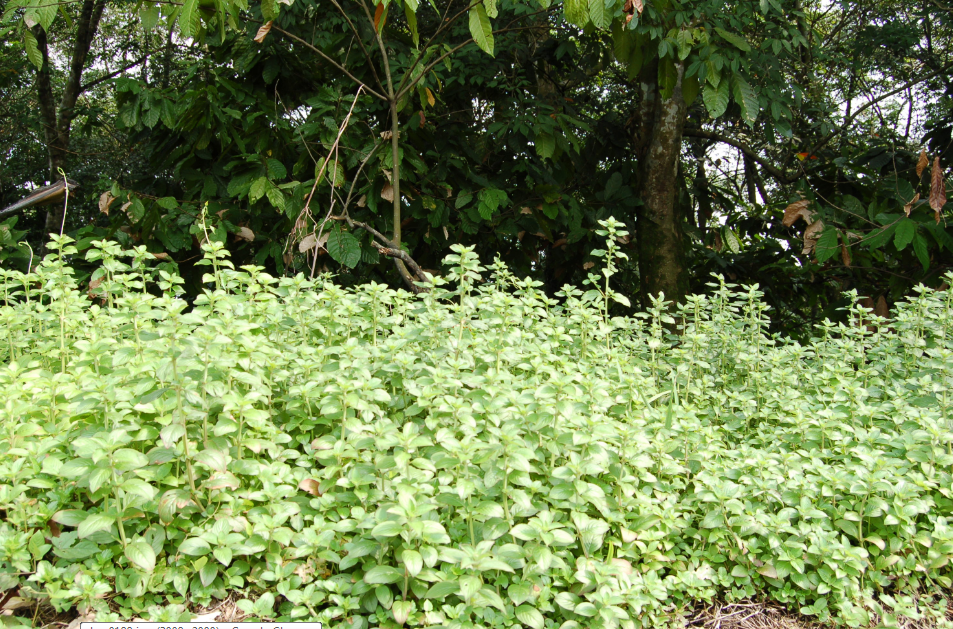 Pengertian Gulma : Gulma Adalah.. - INFO TANAMAN DAN DUNIA SEKITAR KITA