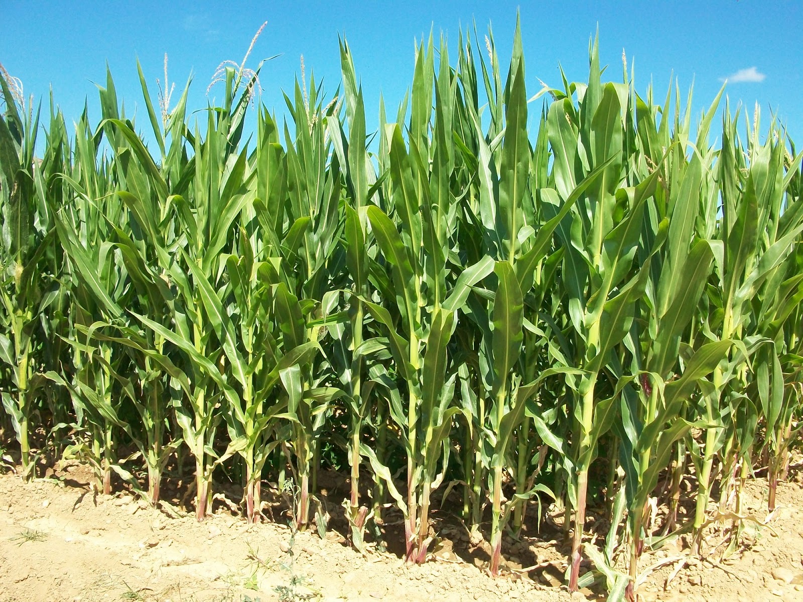 Chala de maíz, alfalfa y hoja de camote