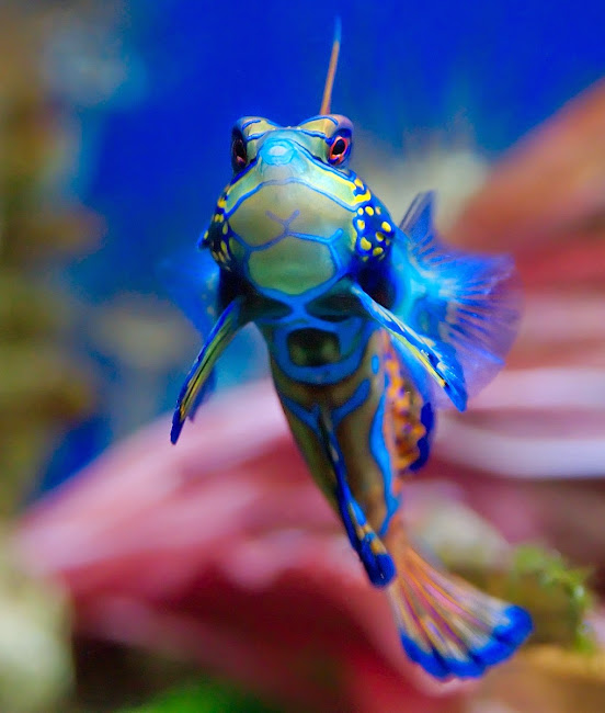 Top 10 Most Colorful and Beautiful Fish | Mathias Sauer