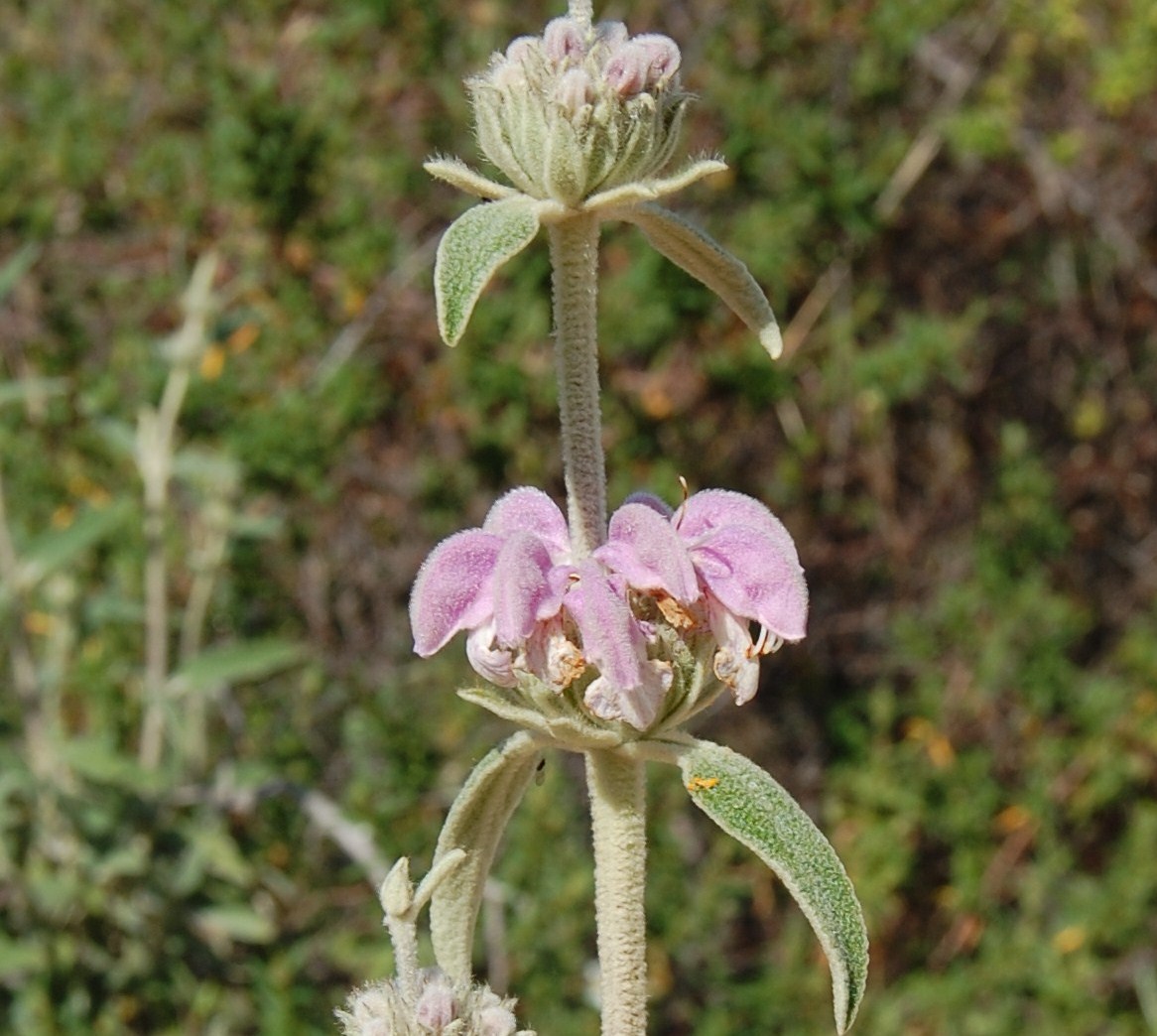 Plantas: Beleza e Diversidade: Marioila (Phlomis purpurea)