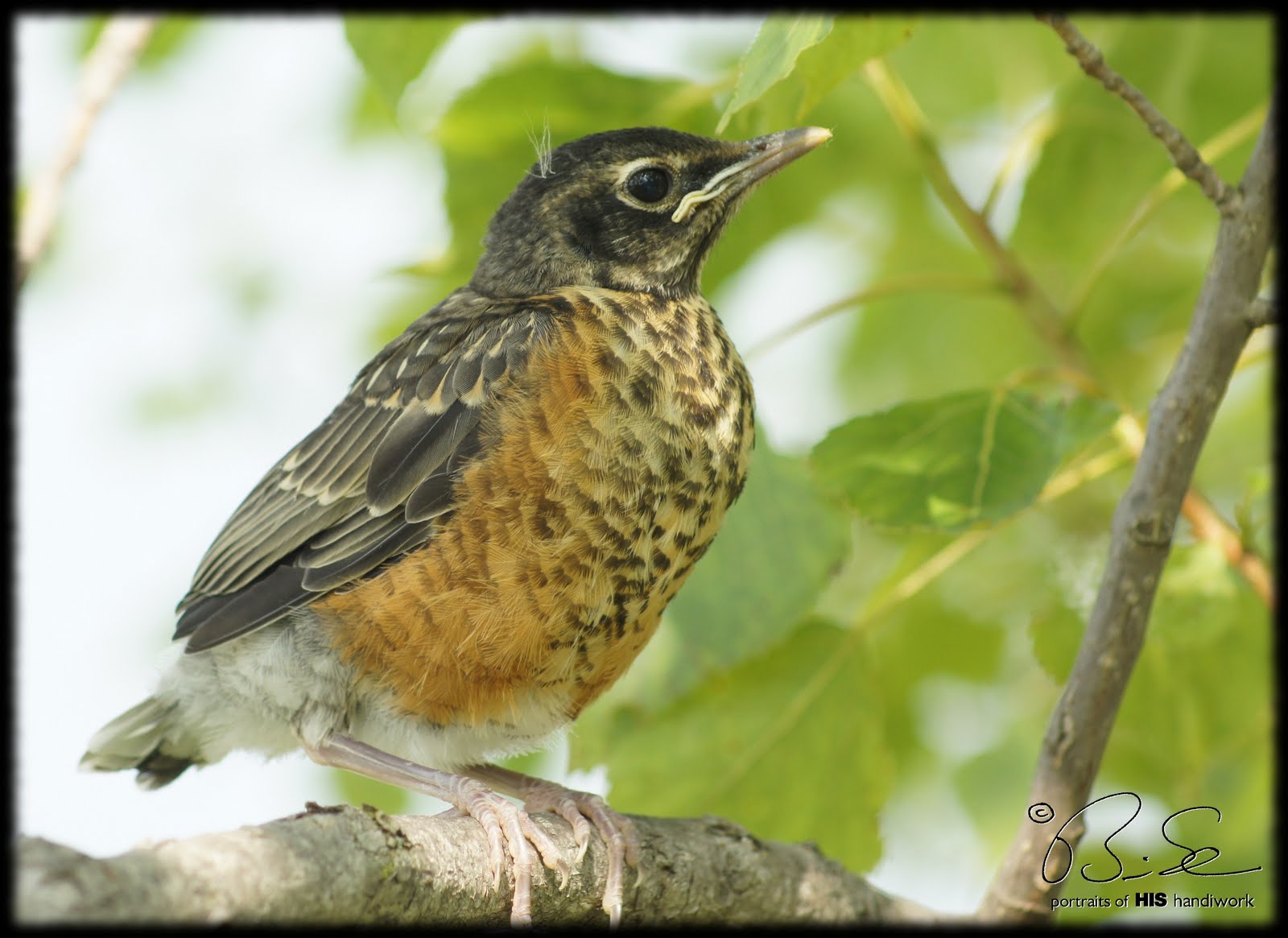 Fledgling Robin