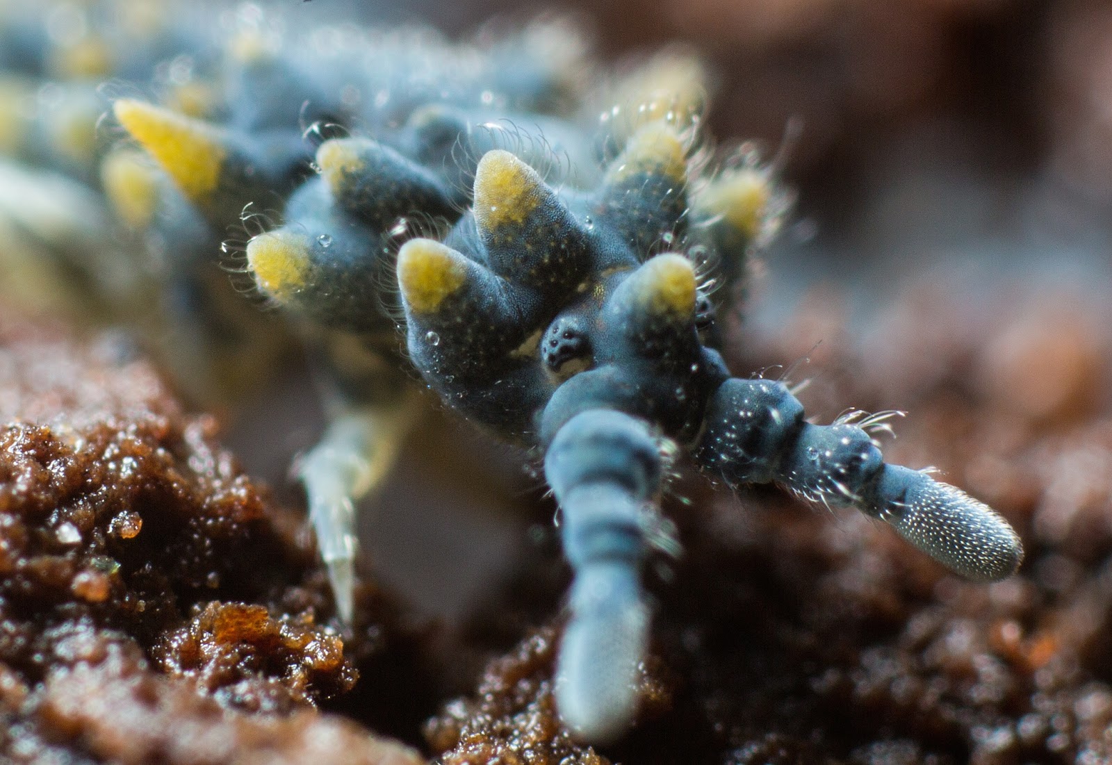 Real Monstrosities: Jelly Horns of Acanthanura