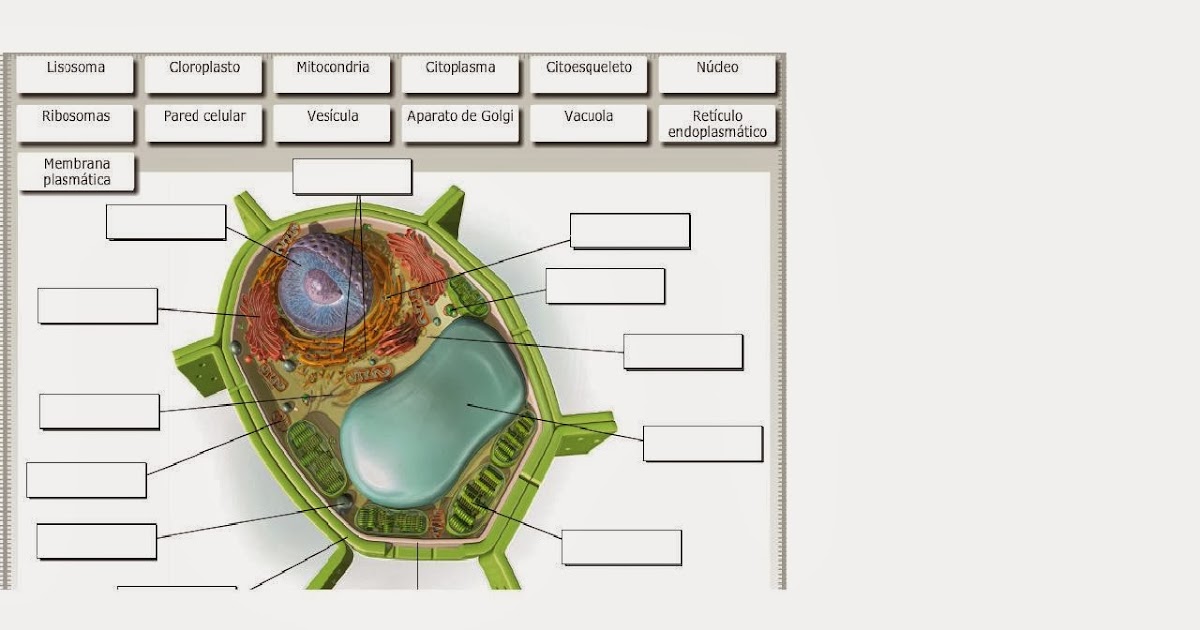 Ciencia Cuarto LMR: Repasa las partes de la celula vegetal