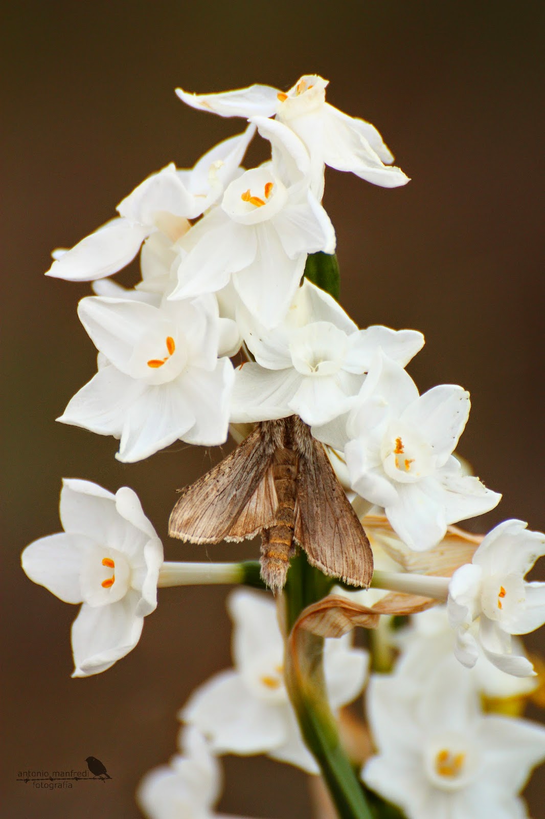 Narciso blanco (Narcissus papyraceus) ~ CON GANAS DE CAMPO