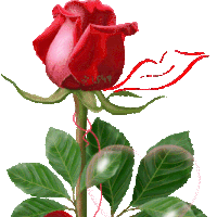 10 Gambar Animasi Bunga Mawar | Gambar Animasi GIF SWF | DP BBM ...