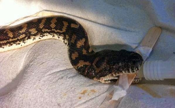 Bikin Merinding, Kutu Babi Makan Kepala Ular