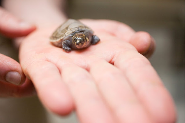 White Wolf : Yellow-Spotted Amazon River Turtles Hatch