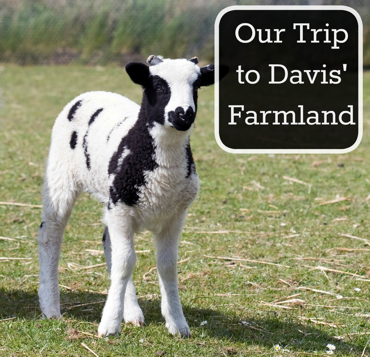 On the Farm; Checking out Davis' Farmland