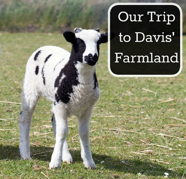 On the Farm; Checking out Davis' Farmland