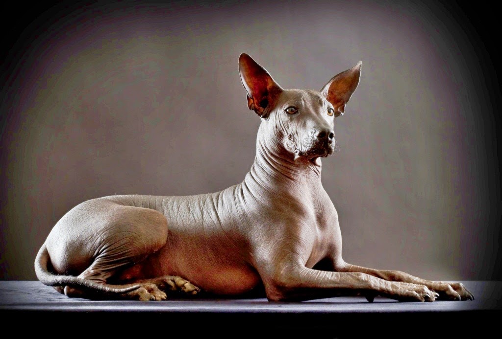 Todo Sobre Perros: Xoloitzcuintle