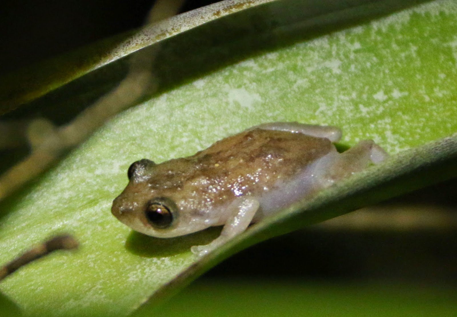 Connecting with Nature: Invasion of the Coqui Snatchers?