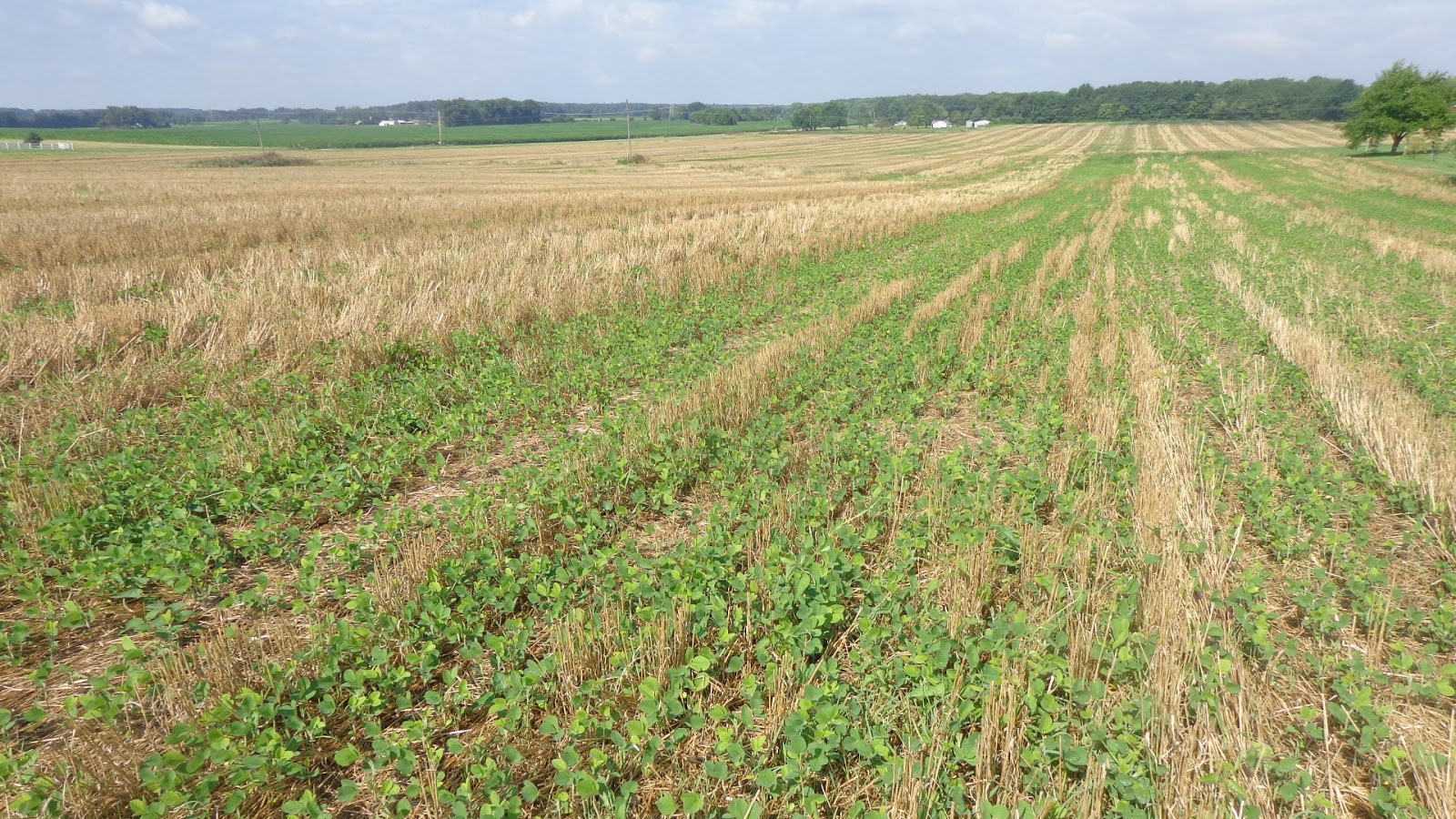 HyMark High Spots: Wild Crop Cousins