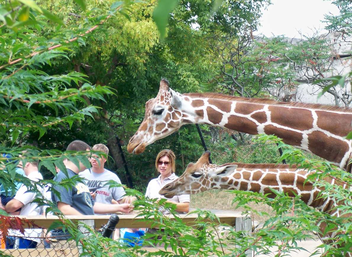 View From The Porch: Two by two, tongues of blue...