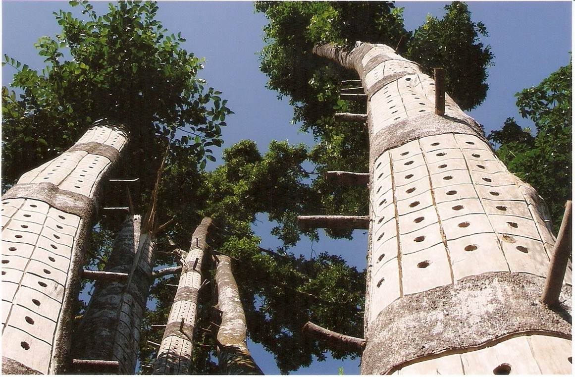 INFO TANAMAN GAHARU: Teknik Inokulasi Gaharu