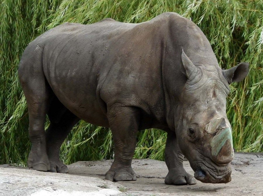 Hewan Yang Bercula - Homecare24