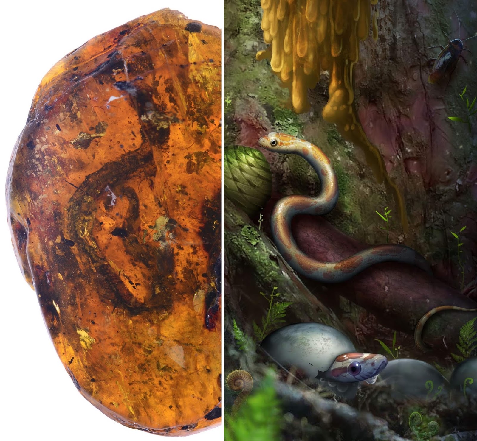 Species New to Science: [Paleontology • 2018] Xiaophis myanmarensis • A ...