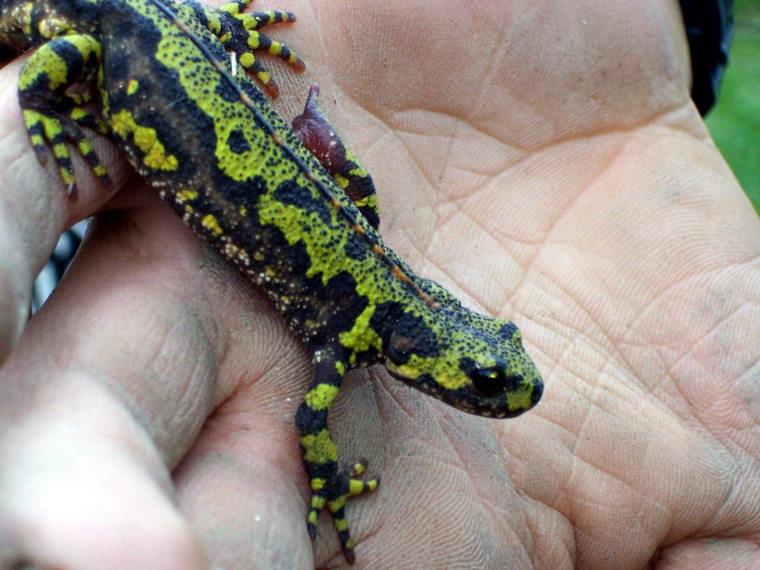 Taxonomía Chordata: Clase Amphibia