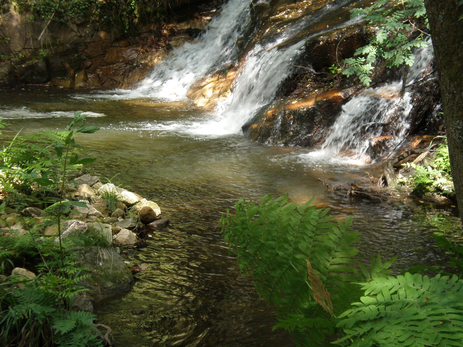 CAMINAR Y SENTIR: UN DIA EN EL PARC DEL RACC EN GUALBA