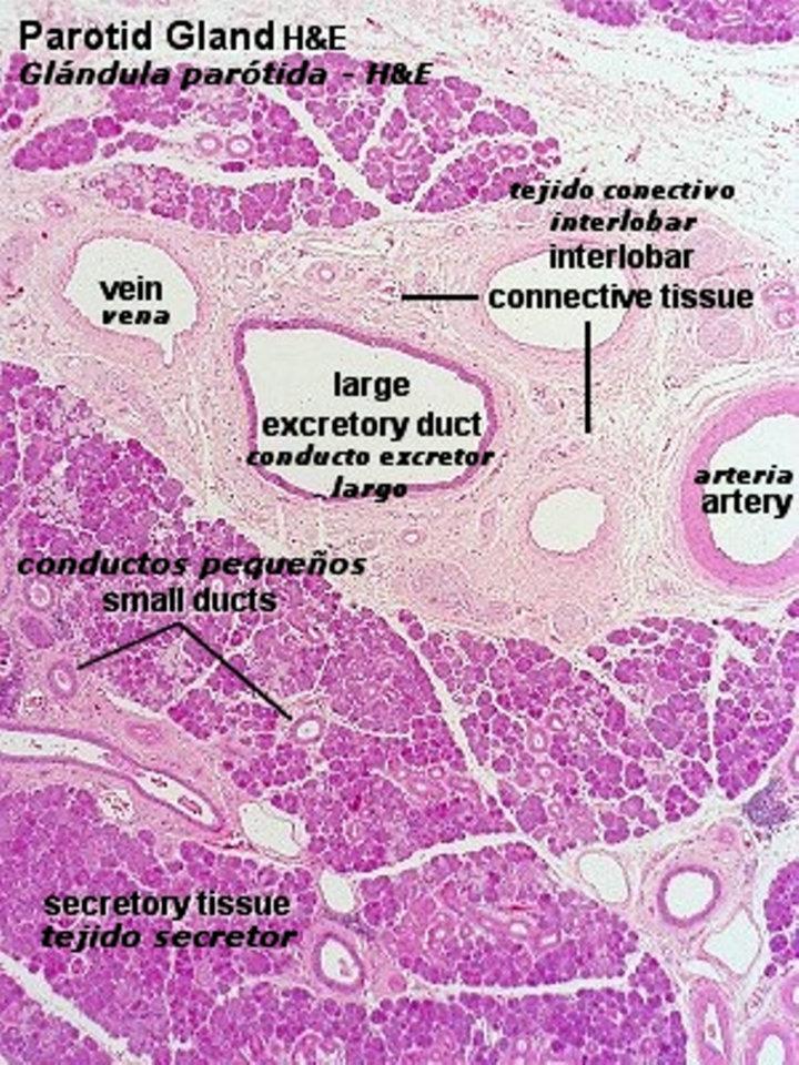 Plantão Médico: HISTOLOGÍA TEJIDO EPITELIAL DE REVESTIMIENTO Y GLANDULAR