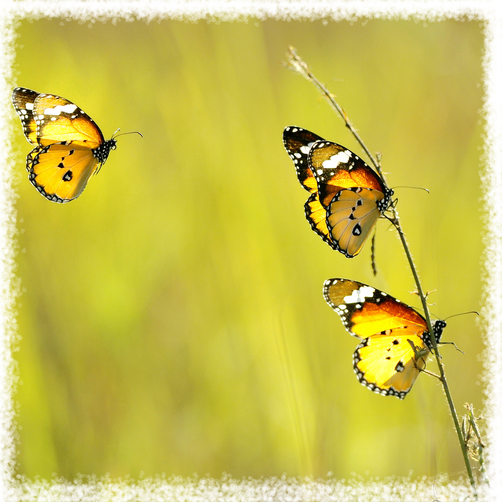 School Of Digital Photography: How to Make a Custom Border for Your ...