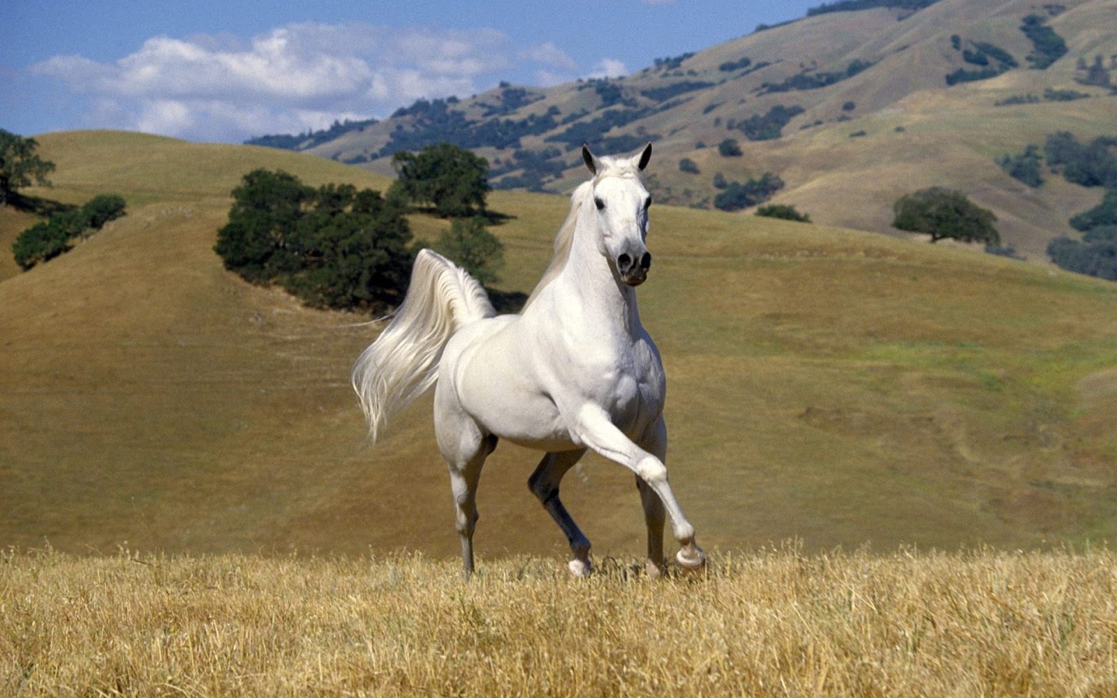 IMAGENES DE CABALLOS: IMAGEN DE CABALLO BLANCO EN EL PRADO SECO