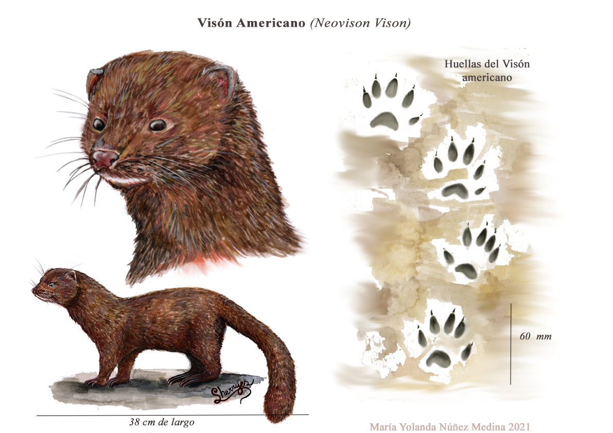 María Yolanda Nuñez Medina - Visón Americano (Neovison vison, especie ...
