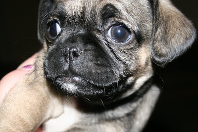 Pugapoo Puppies: Apple - Available for Adoption