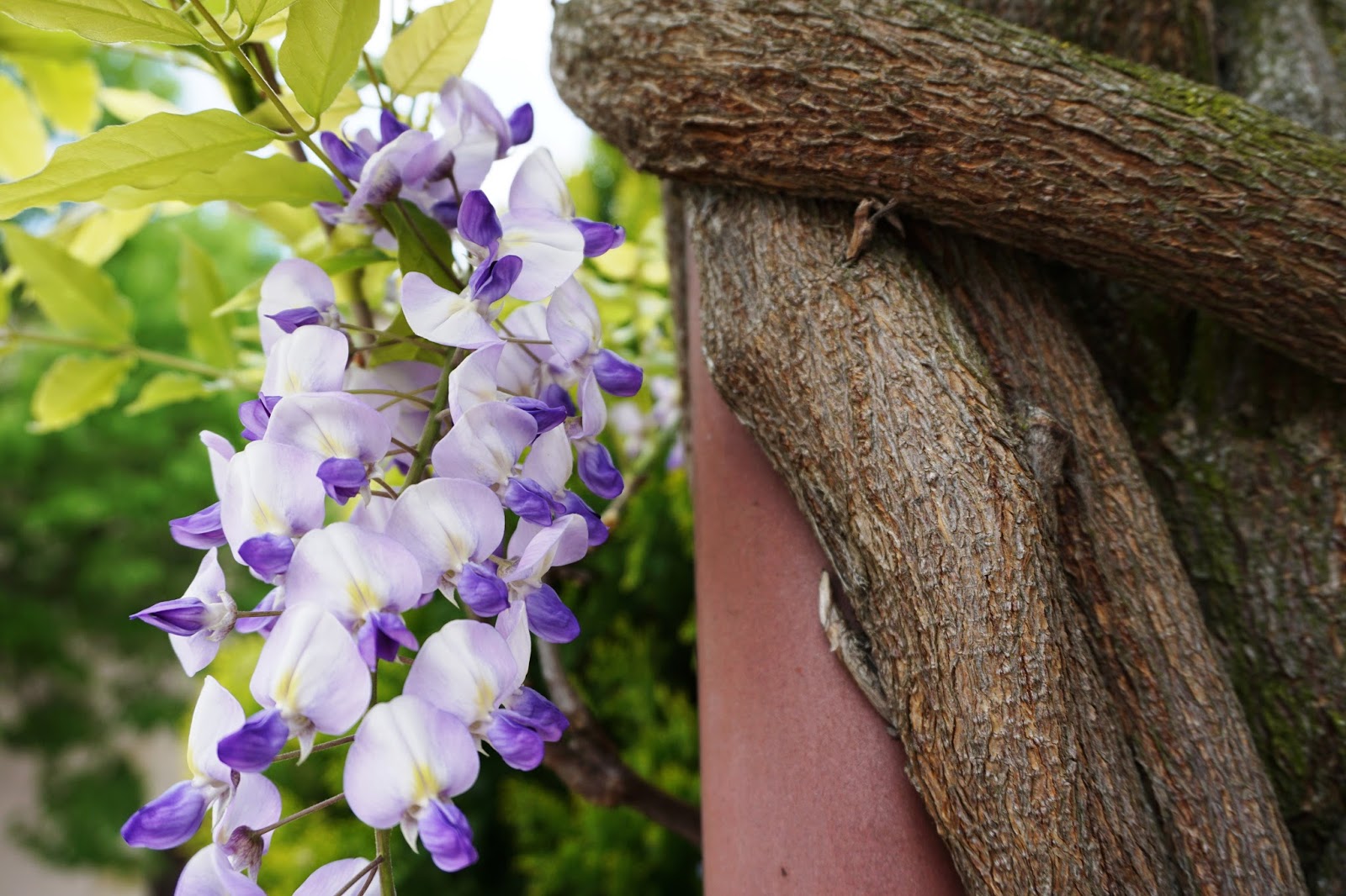 Plantas de Huerta Otea, Salamanca: Glicinia japonesa (Wisteria floribunda)