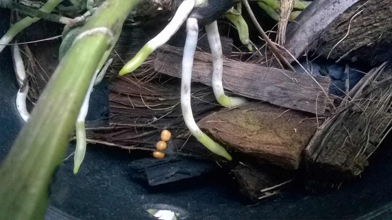 TISSUE CULTURE AND ORCHIDOLOGI: Mengenal Akar Anggrek