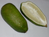 Cooking in Calcutta: The story of a lemon