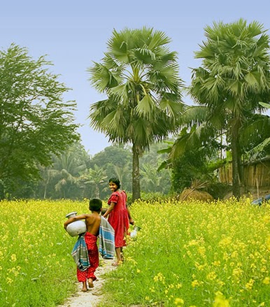 We love Our Bangladesh: Asian Palmyra Palm/Asian Palm Fruit (Tal/Taal ...