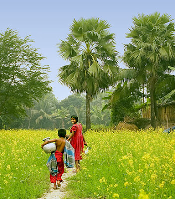 We love Our Bangladesh: Asian Palmyra Palm/Asian Palm Fruit (Tal/Taal ...