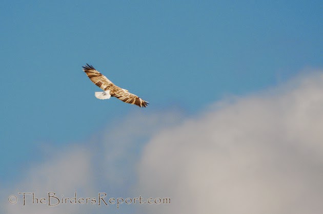 White Wolf : An Incredibly Rare Leucistic Bald Eagle Makes Its ...