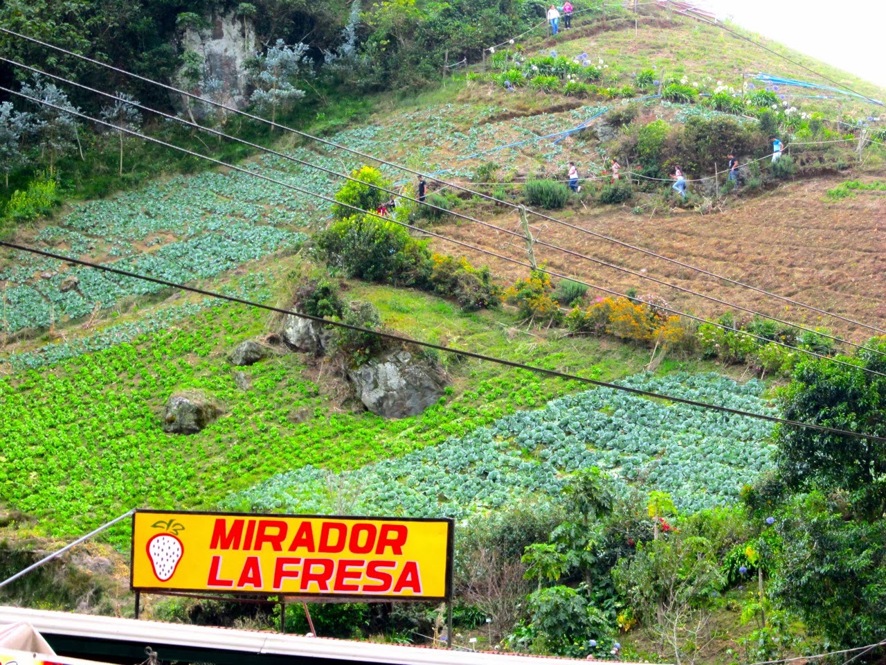 Cerro Punta, Panama, WRITTEN Report – Panama For Real