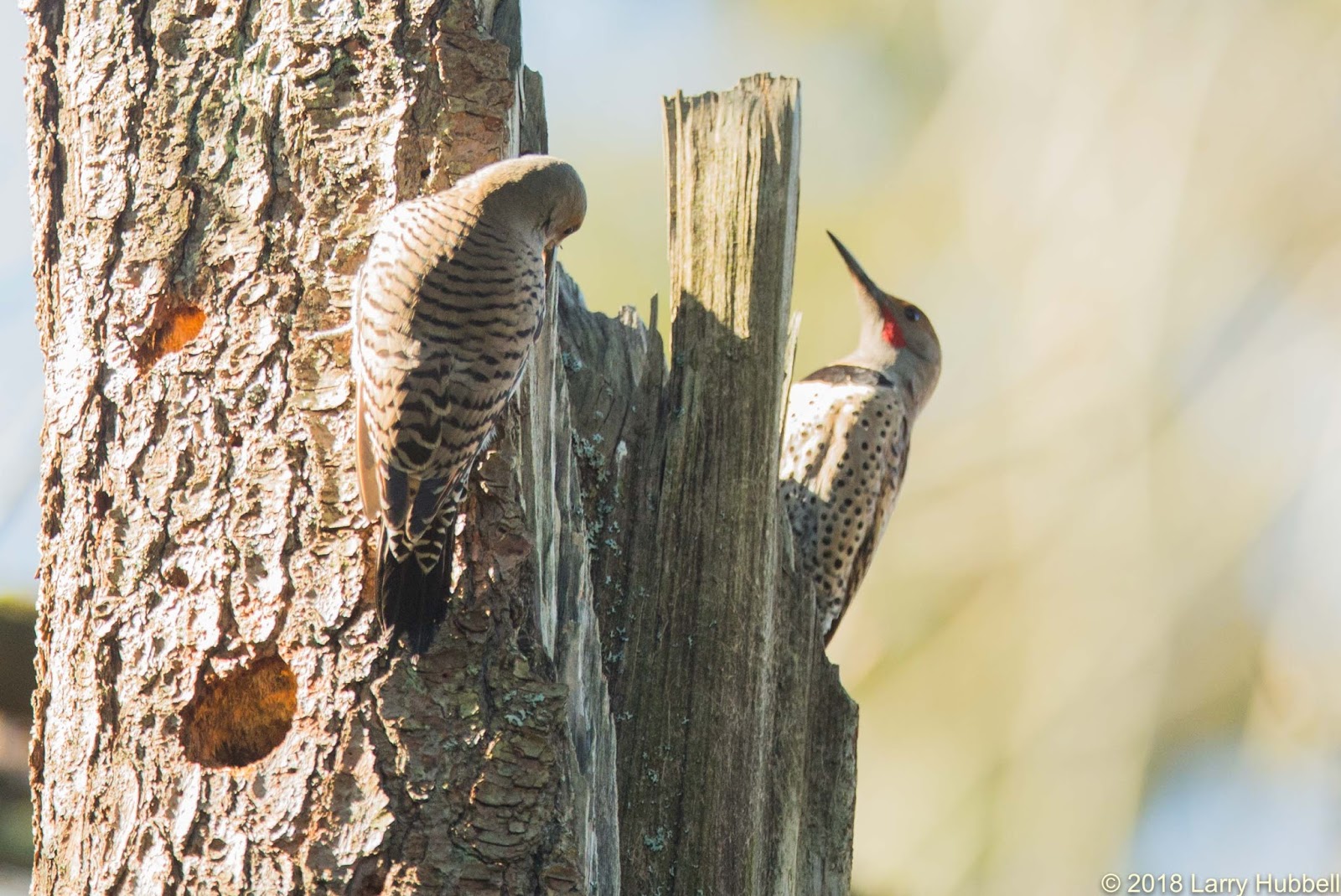 Laurelhurst Blog: All About Flickers