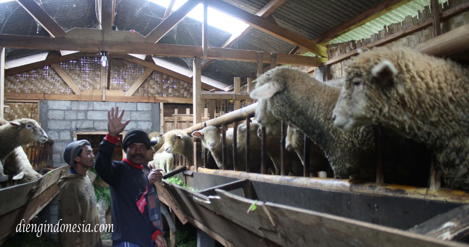 Ternak Domba Dieng - Dieng Indonesia