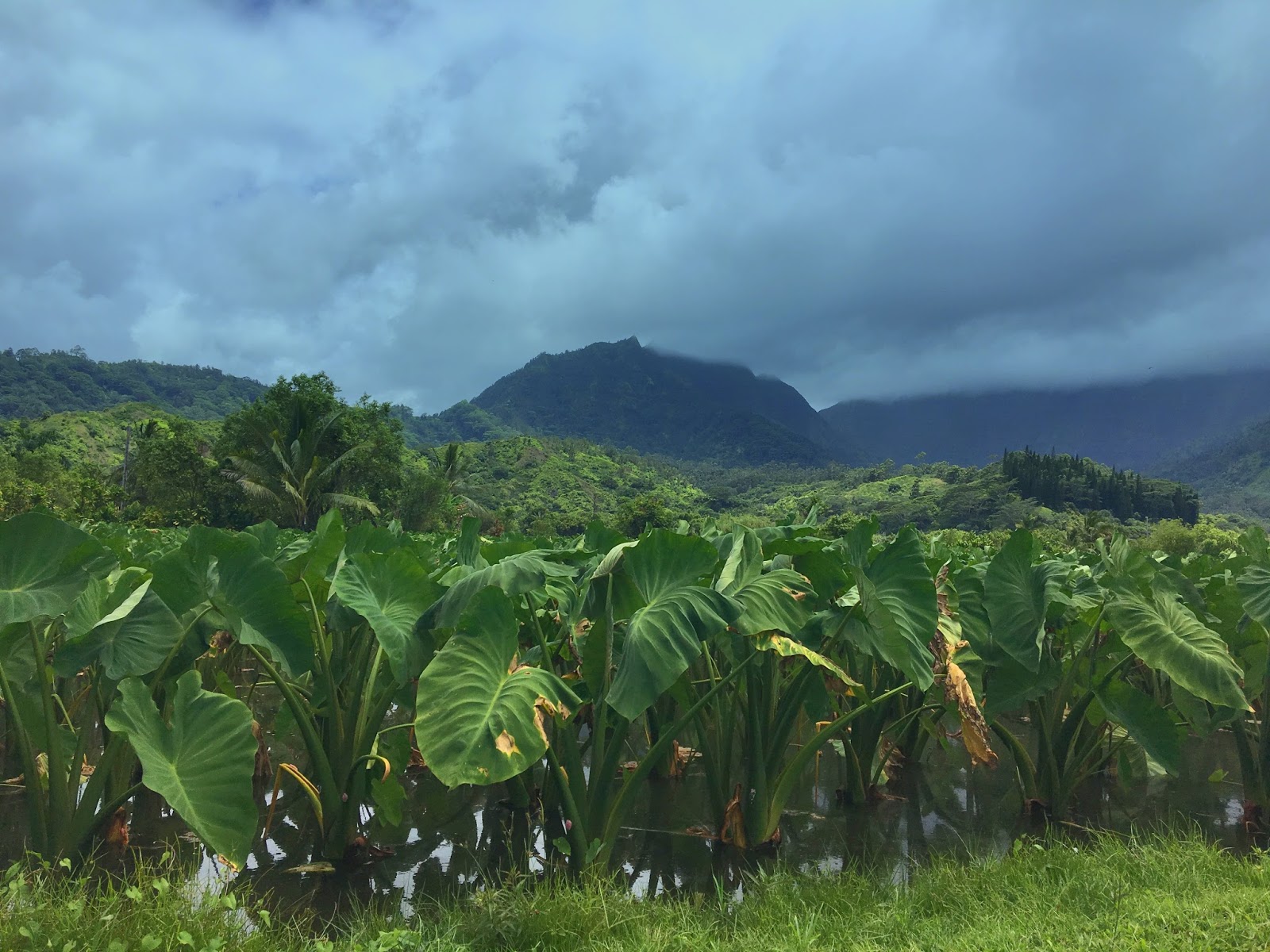 Aloha from Hawaii: The Sacred, Life sustaining Hawaiian plant ancestor ...