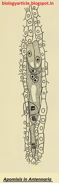 BIOLOGY WRITE-UP - BIOLOGY ARTICLES: APOMIXIS IN PLANTS: meaning ...